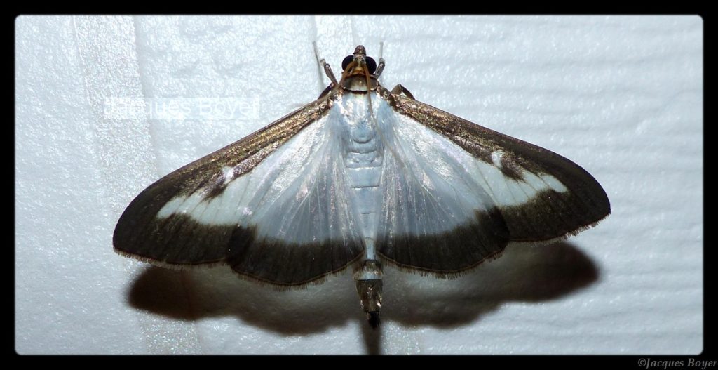 Légèreté suspendue – Jacques BOYER