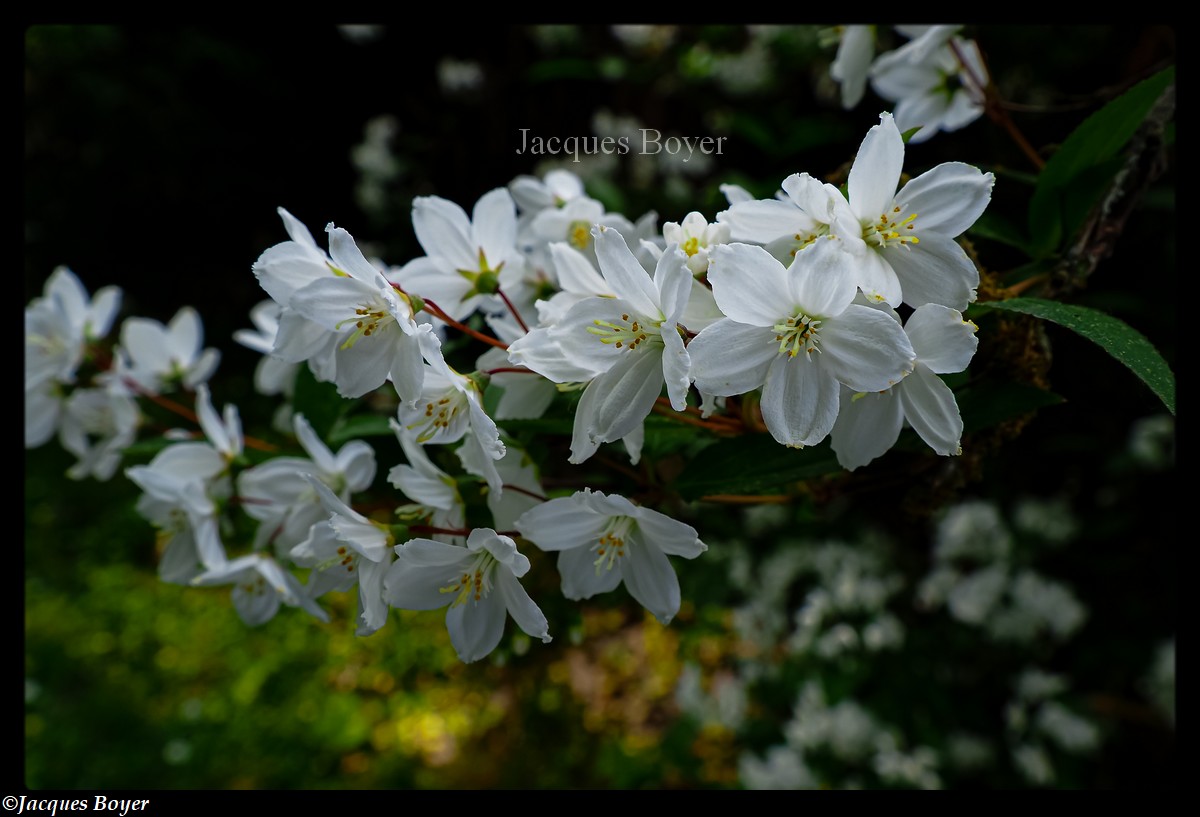 Hampe florale…. – Jacques BOYER